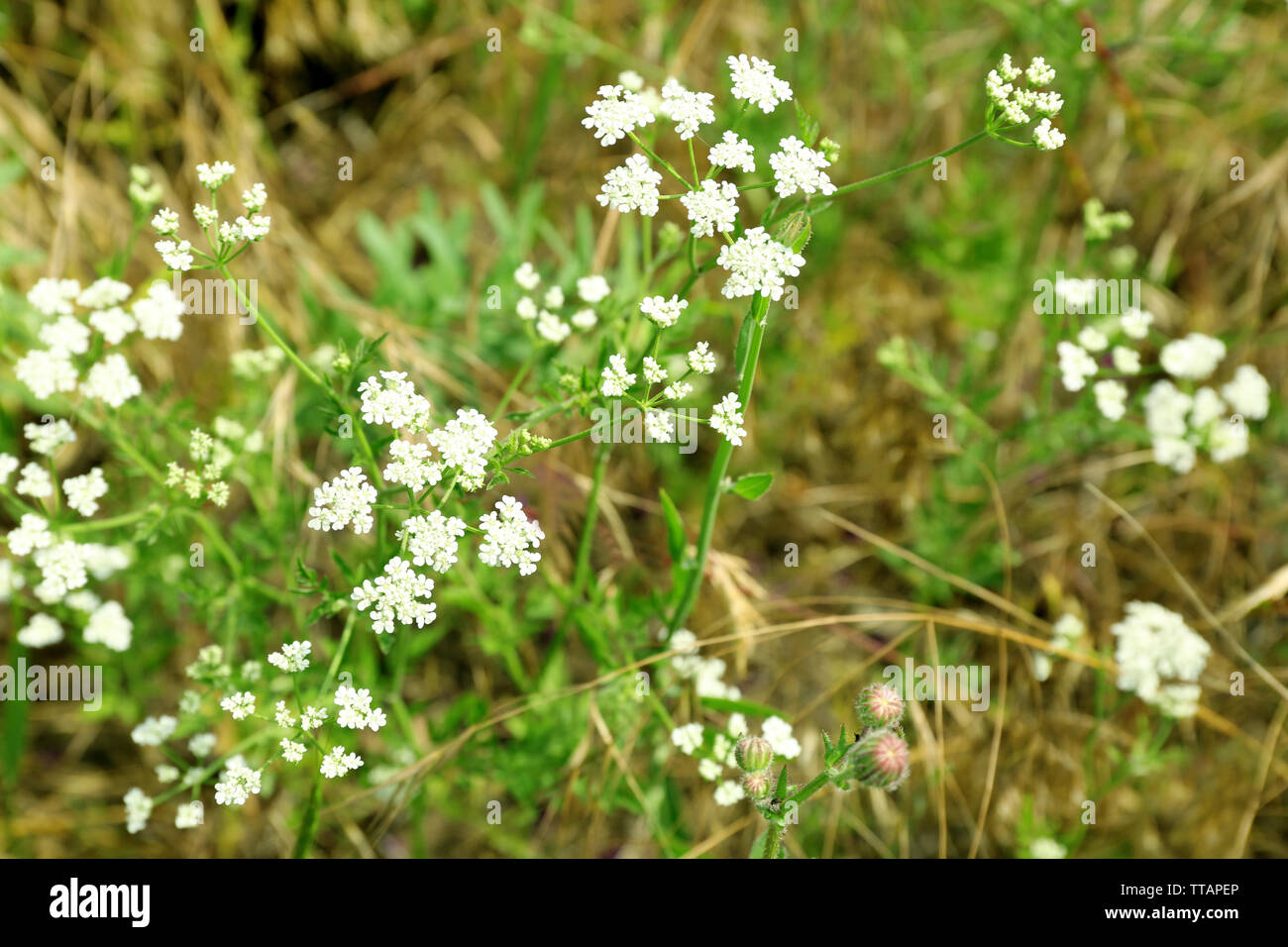 Beautiful green field with small flowers outdoors Stock Photo - Alamy