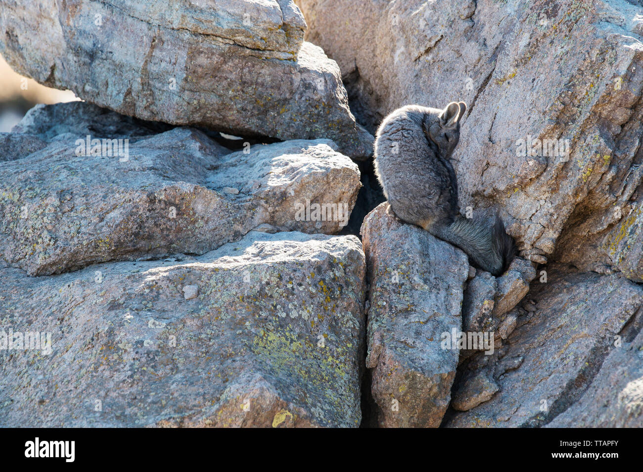 Southern Mountain Viscacha, Lagidium viscacia Stock Photo - Alamy