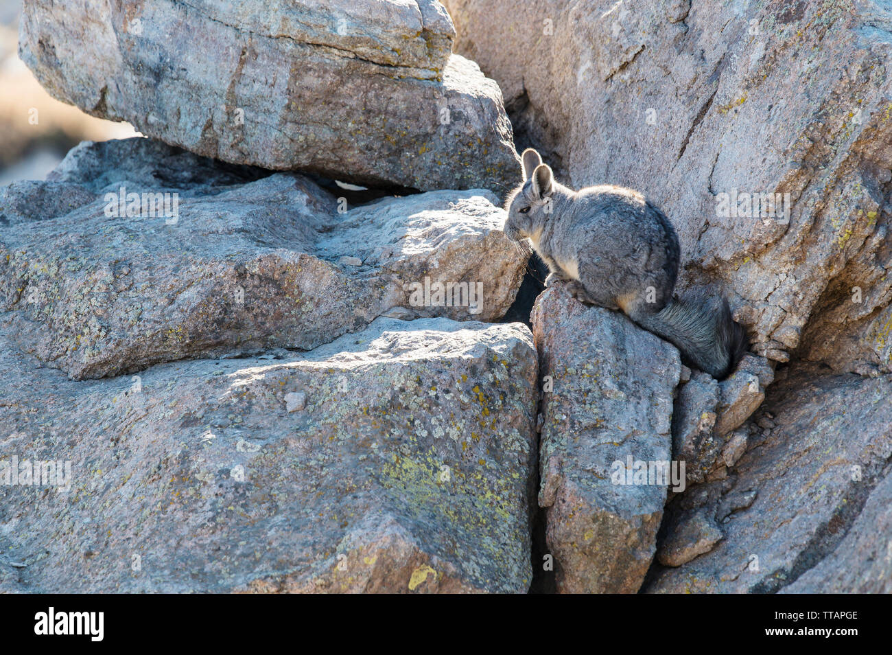 Southern Mountain Viscacha, Lagidium viscacia Stock Photo - Alamy