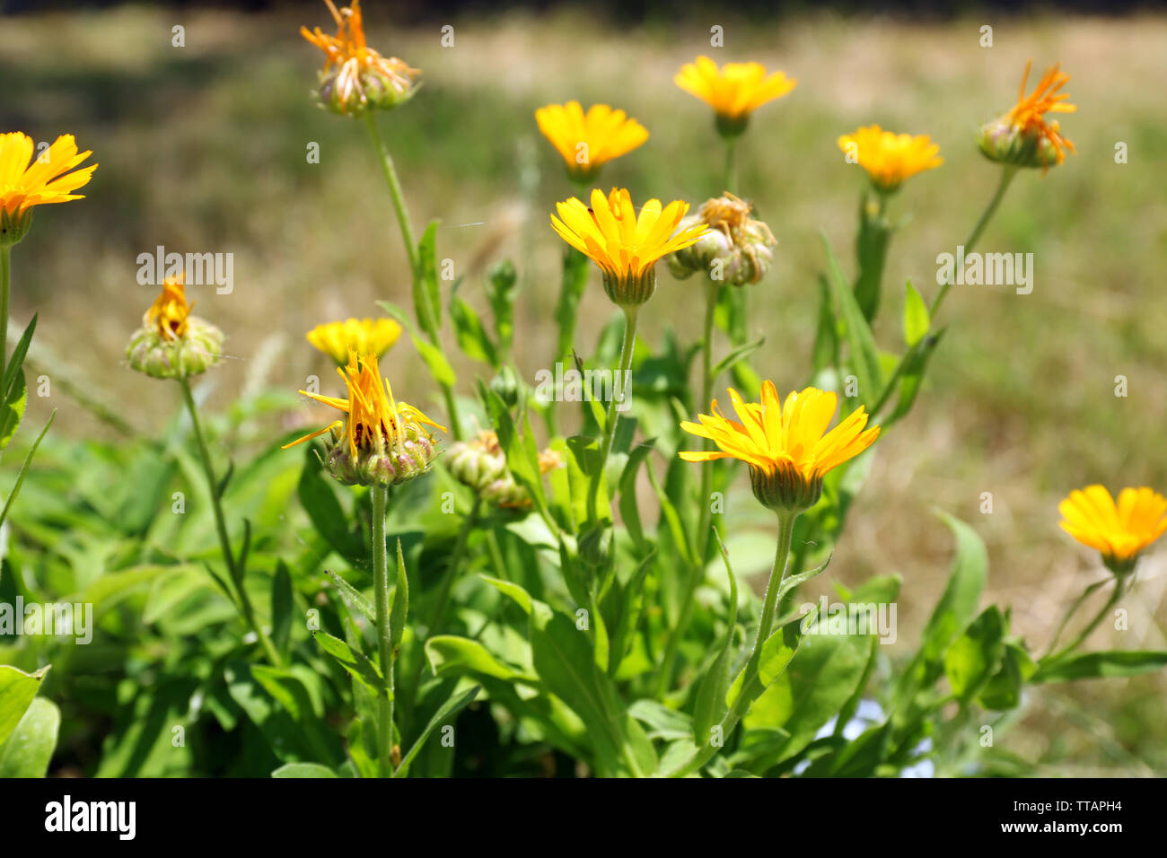 Beautiful small yellow flowers hi-res stock photography and images - Alamy