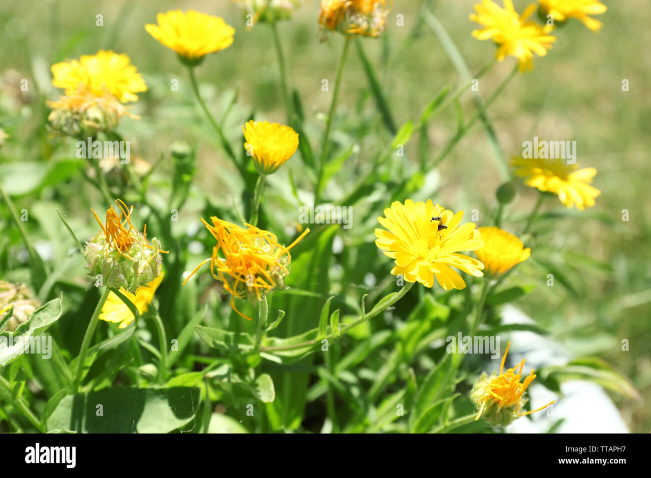 Beautiful small yellow flowers Stock Photo - Alamy