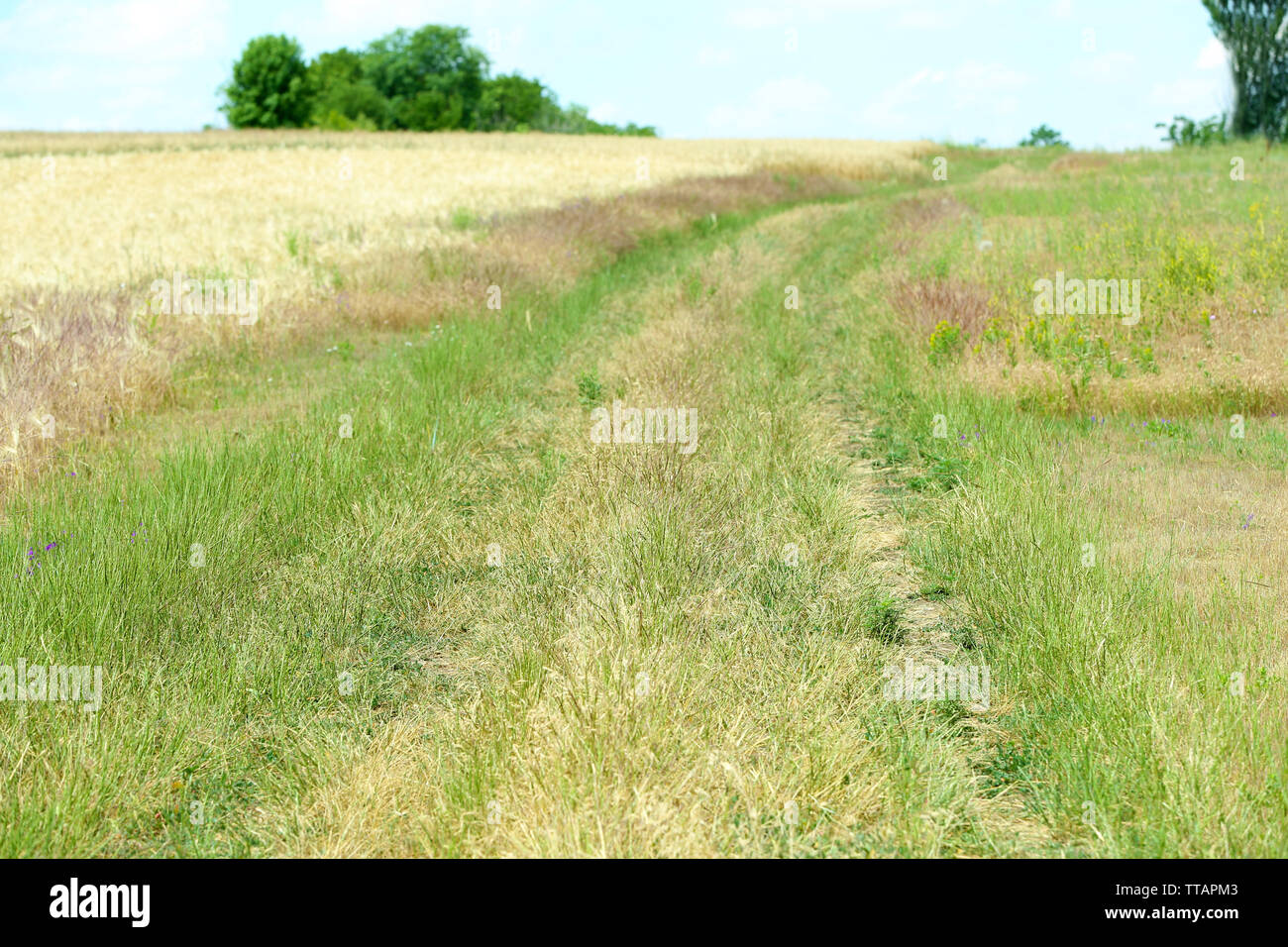 Country road in field Stock Photo - Alamy