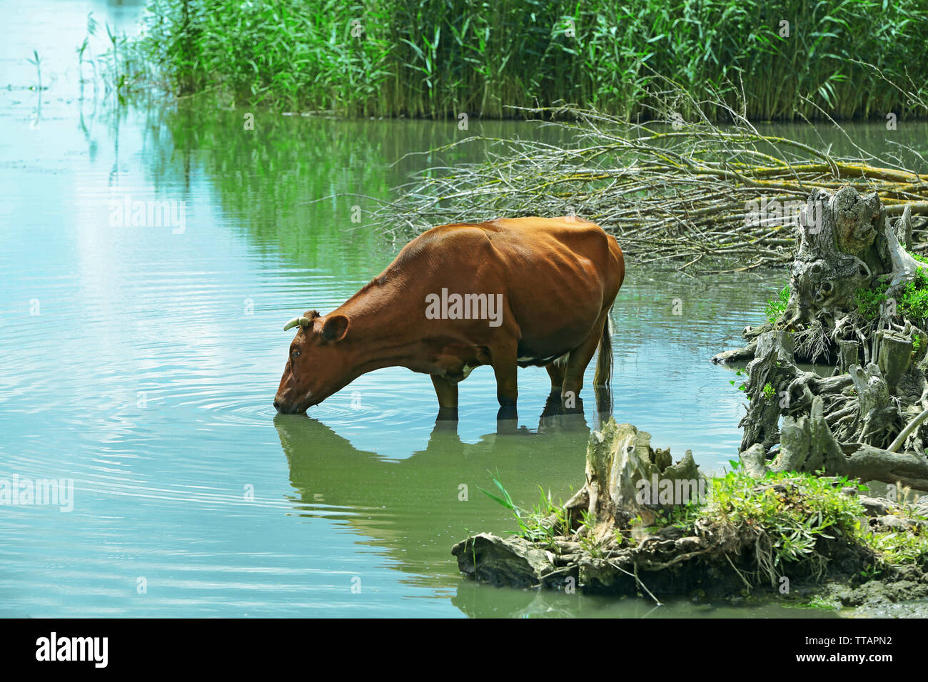 Cow drinks water in river Stock Photo - Alamy