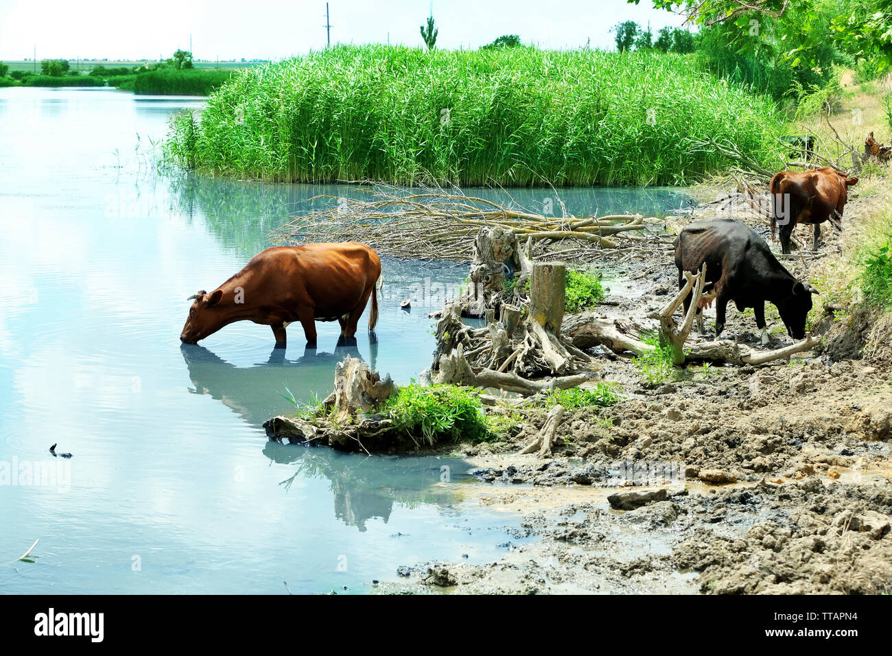 Cow in water drinks hi-res stock photography and images - Alamy