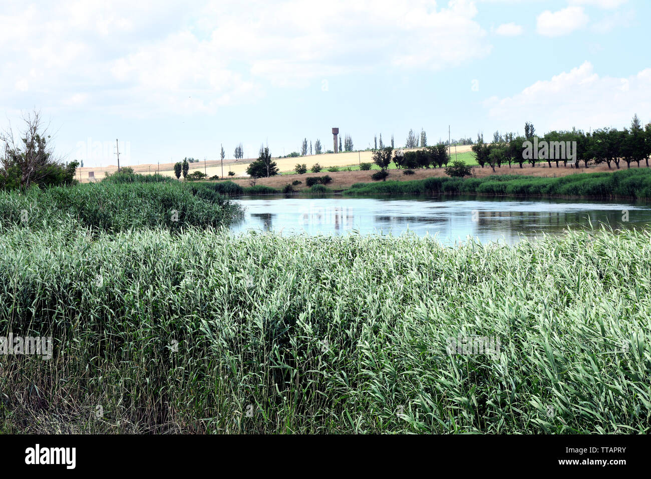 Beautiful lake with bulrush Stock Photo - Alamy