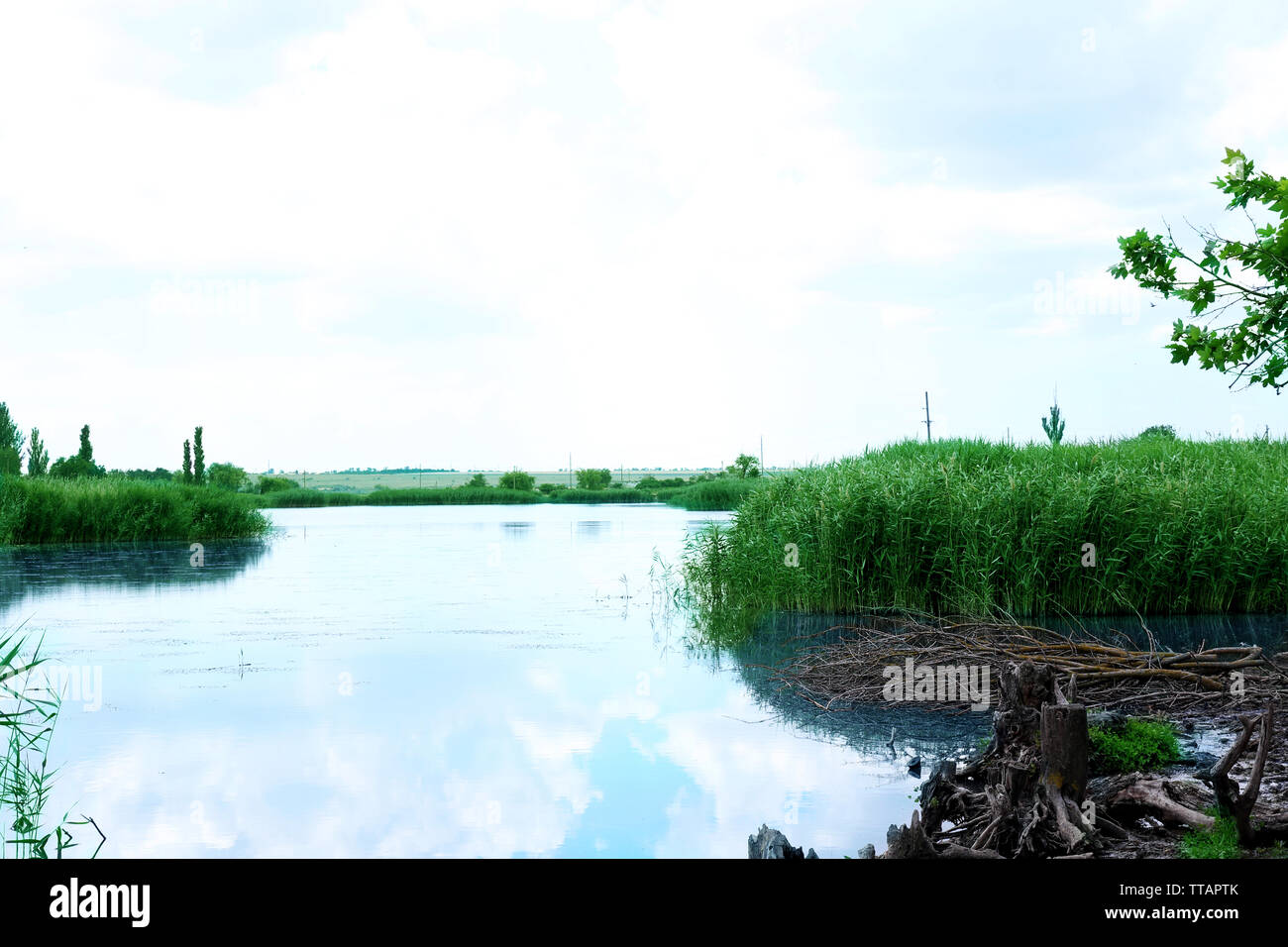 Beautiful lake with bulrush Stock Photo - Alamy