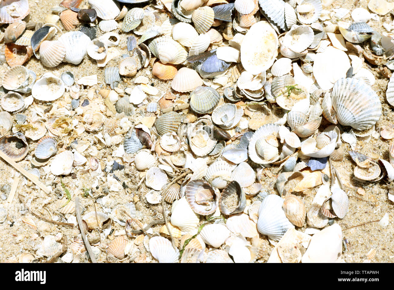 Pile of seashells on beach sand Stock Photo - Alamy