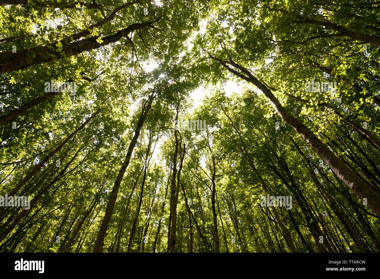 A grove of beech trees Stock Photo - Alamy