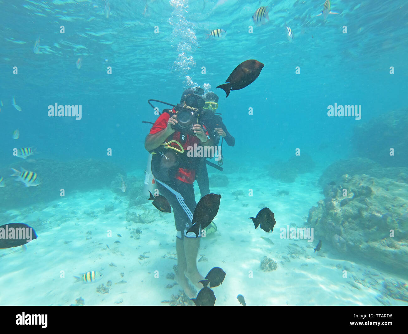 SCUBA diving and Underwater marine life, Lakshadweep, India Stock Photo ...