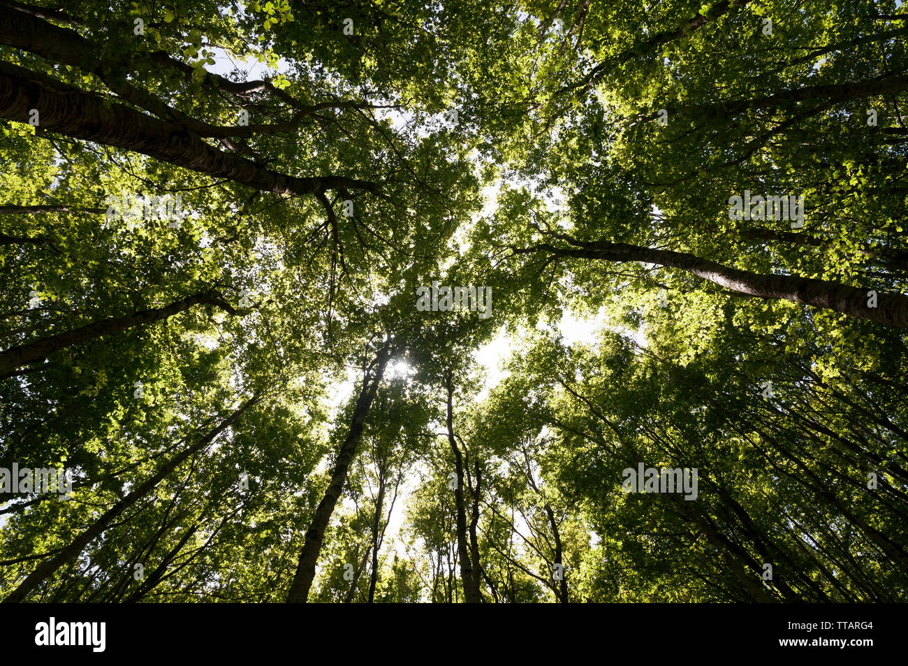 Strain of a beech hi-res stock photography and images - Alamy