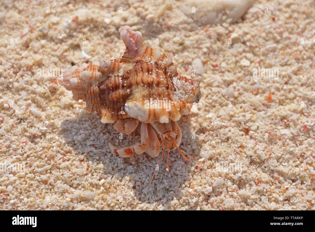 Kalpeni island, Lakshadweep, India Stock Photo - Alamy