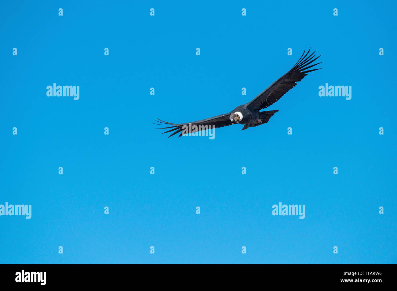 Andean condor (Vultur gryphus Stock Photo - Alamy