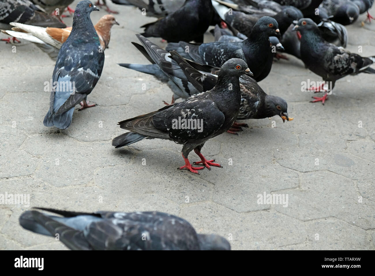 Doves fly in square hi-res stock photography and images - Alamy