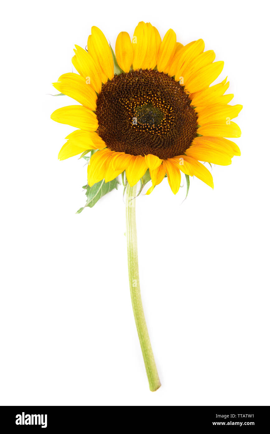 Yellow sunflower isolated on white Stock Photo - Alamy