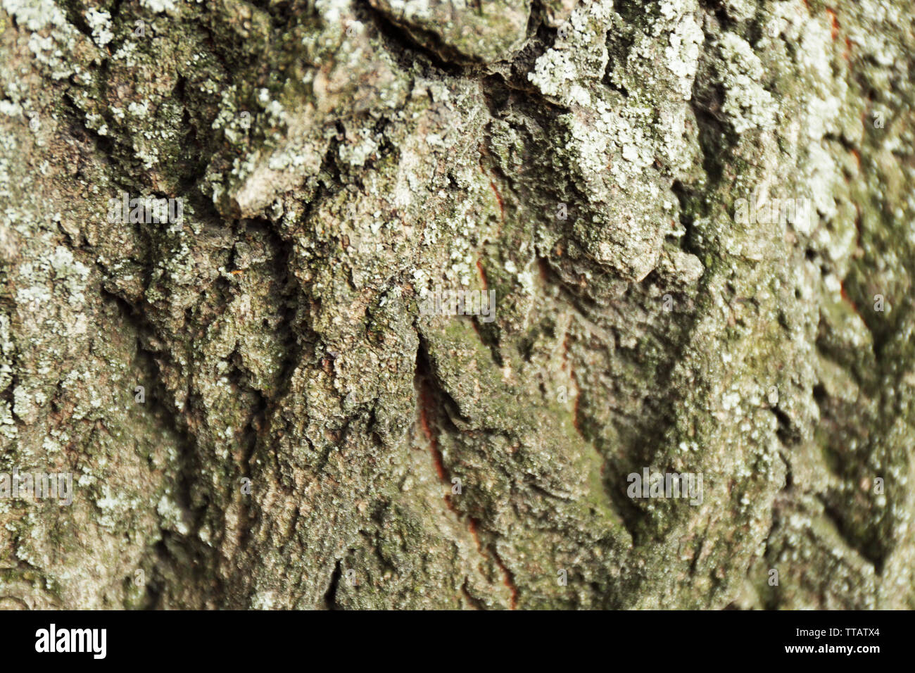 Tree bark texture background Stock Photo - Alamy