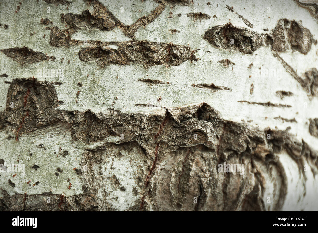 Tree bark texture background Stock Photo - Alamy
