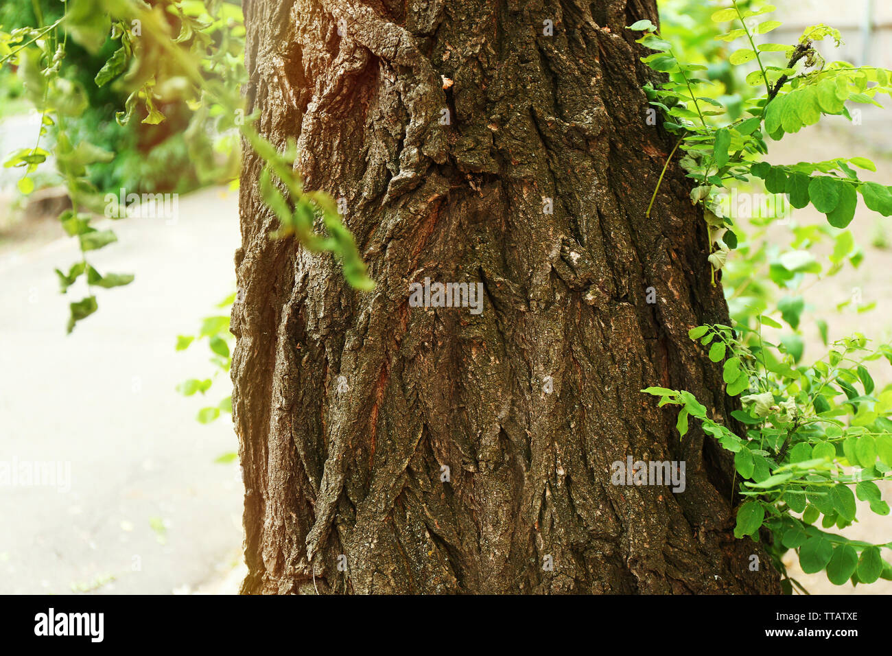 Tree bark in park Stock Photo - Alamy