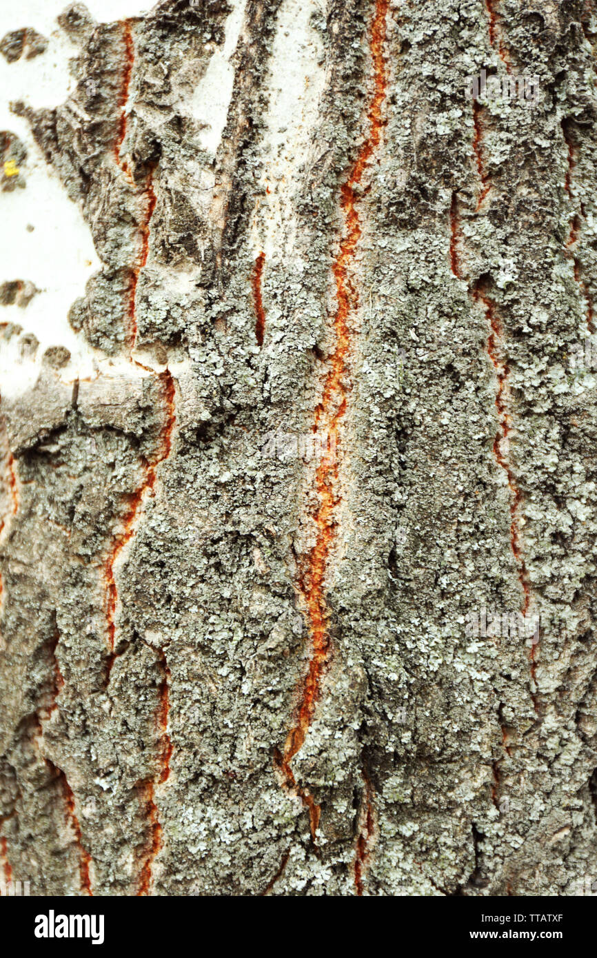 Tree bark texture background Stock Photo - Alamy