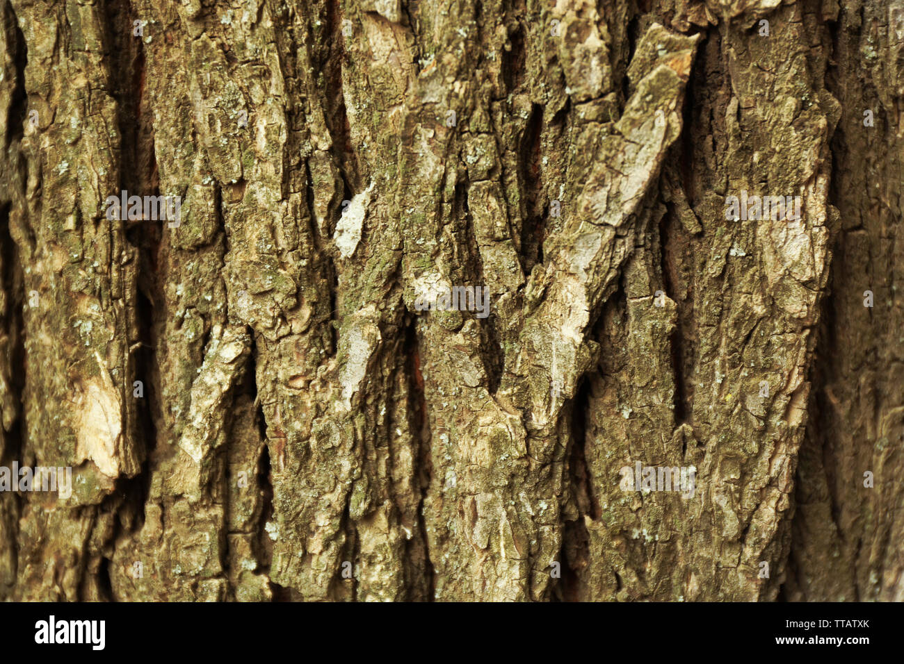 Tree bark texture background Stock Photo - Alamy