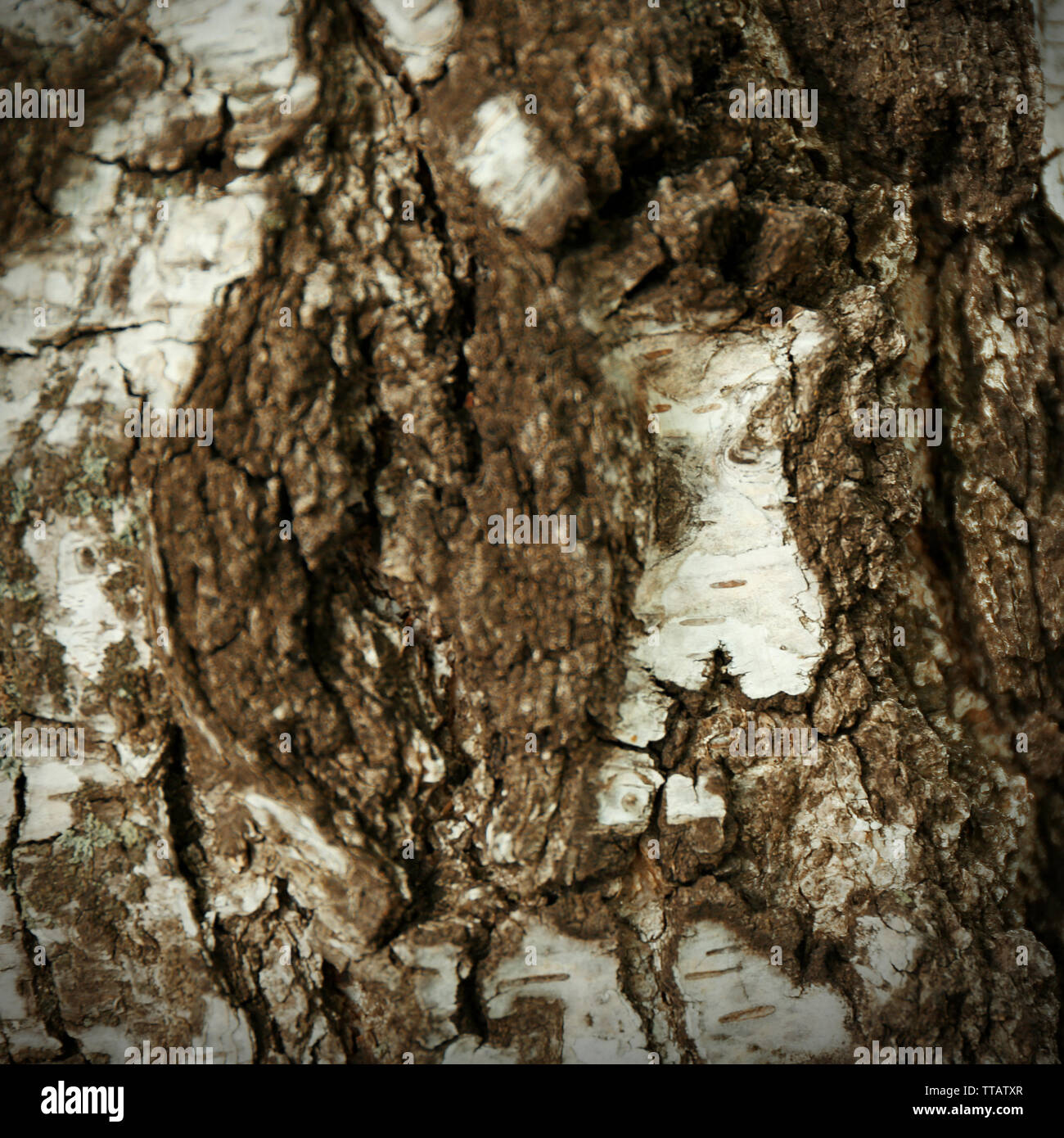Tree bark background Stock Photo - Alamy
