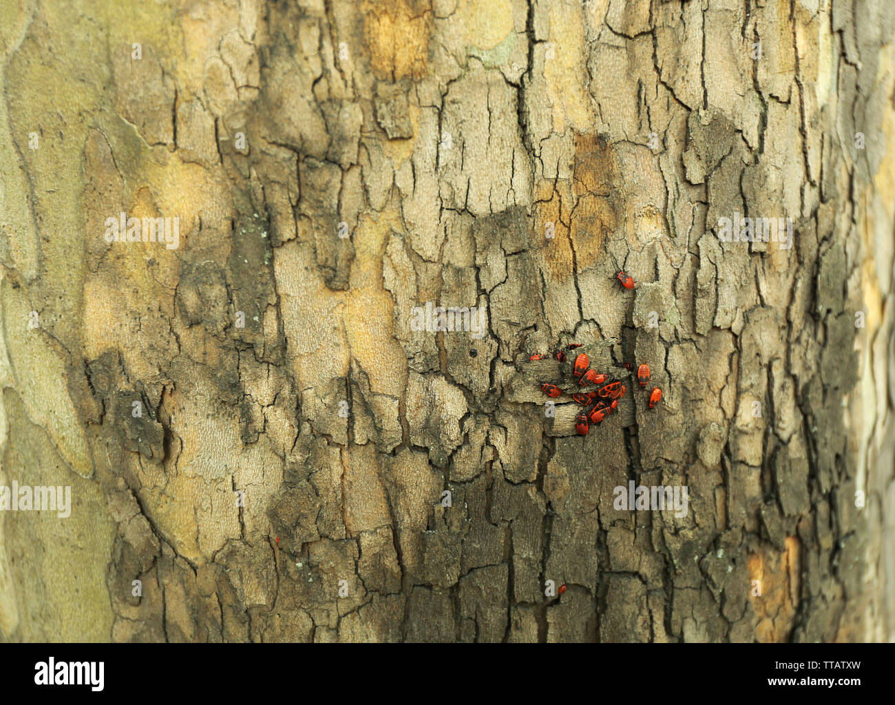 Tree bark with insects, closeup Stock Photo - Alamy