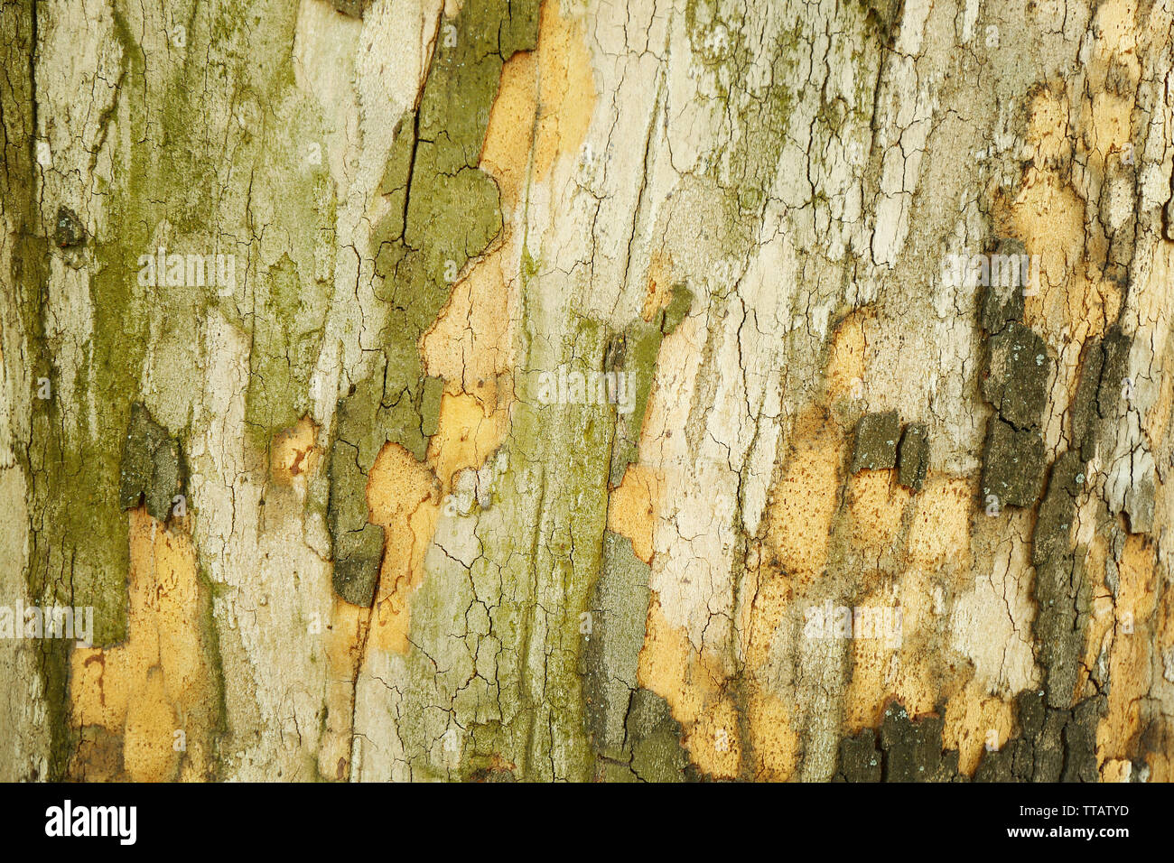 Tree bark background Stock Photo - Alamy
