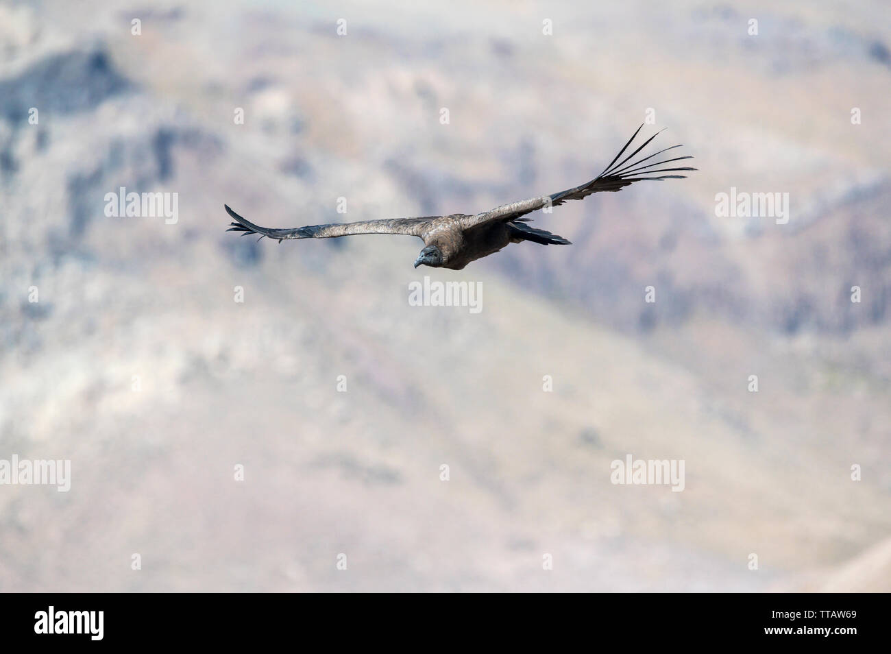 Andean condor (Vultur gryphus Stock Photo - Alamy