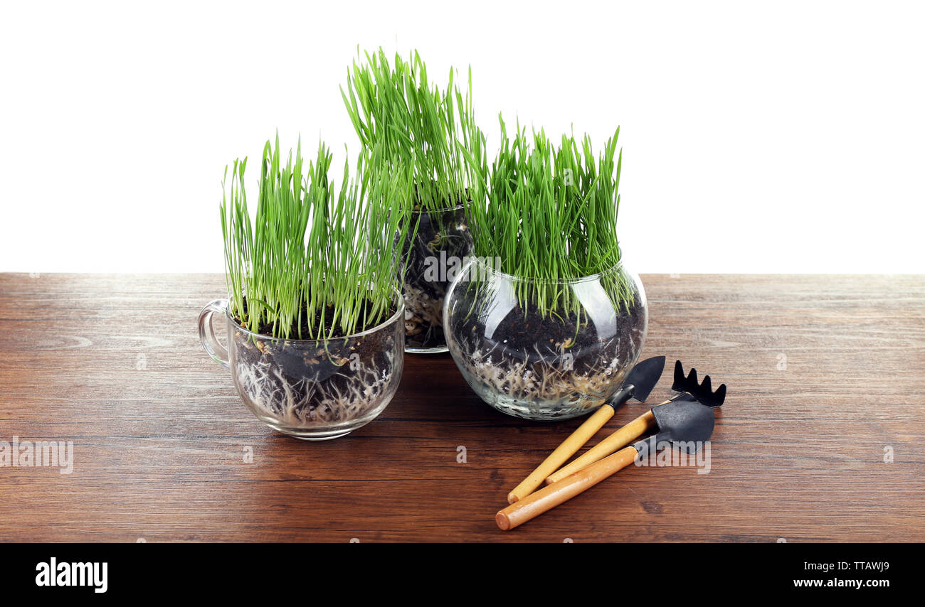 Green grass in transparent pots and gardening tools on wooden table, on ...