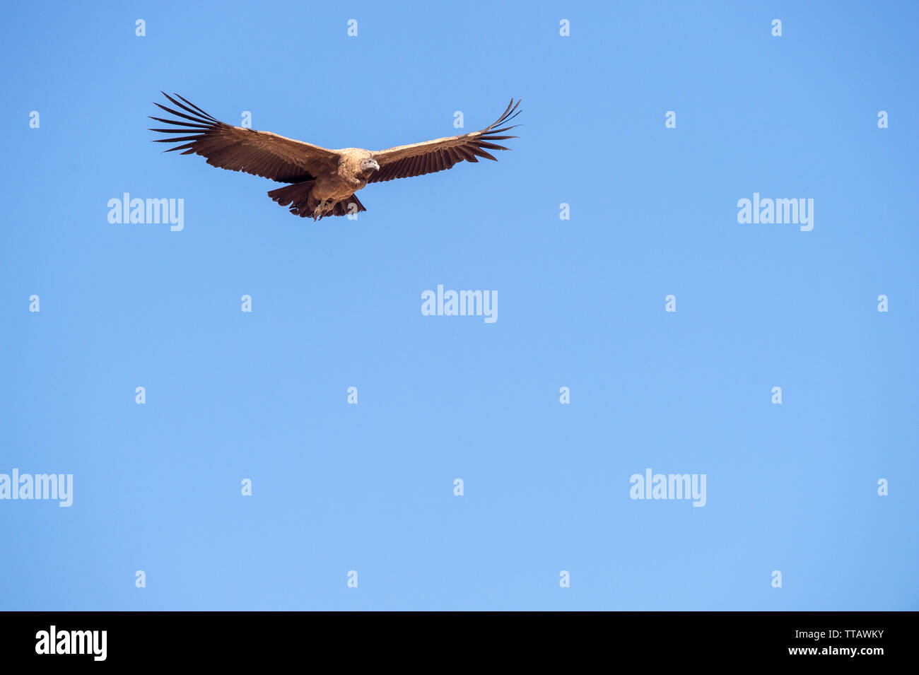 Andean condor (Vultur gryphus Stock Photo - Alamy