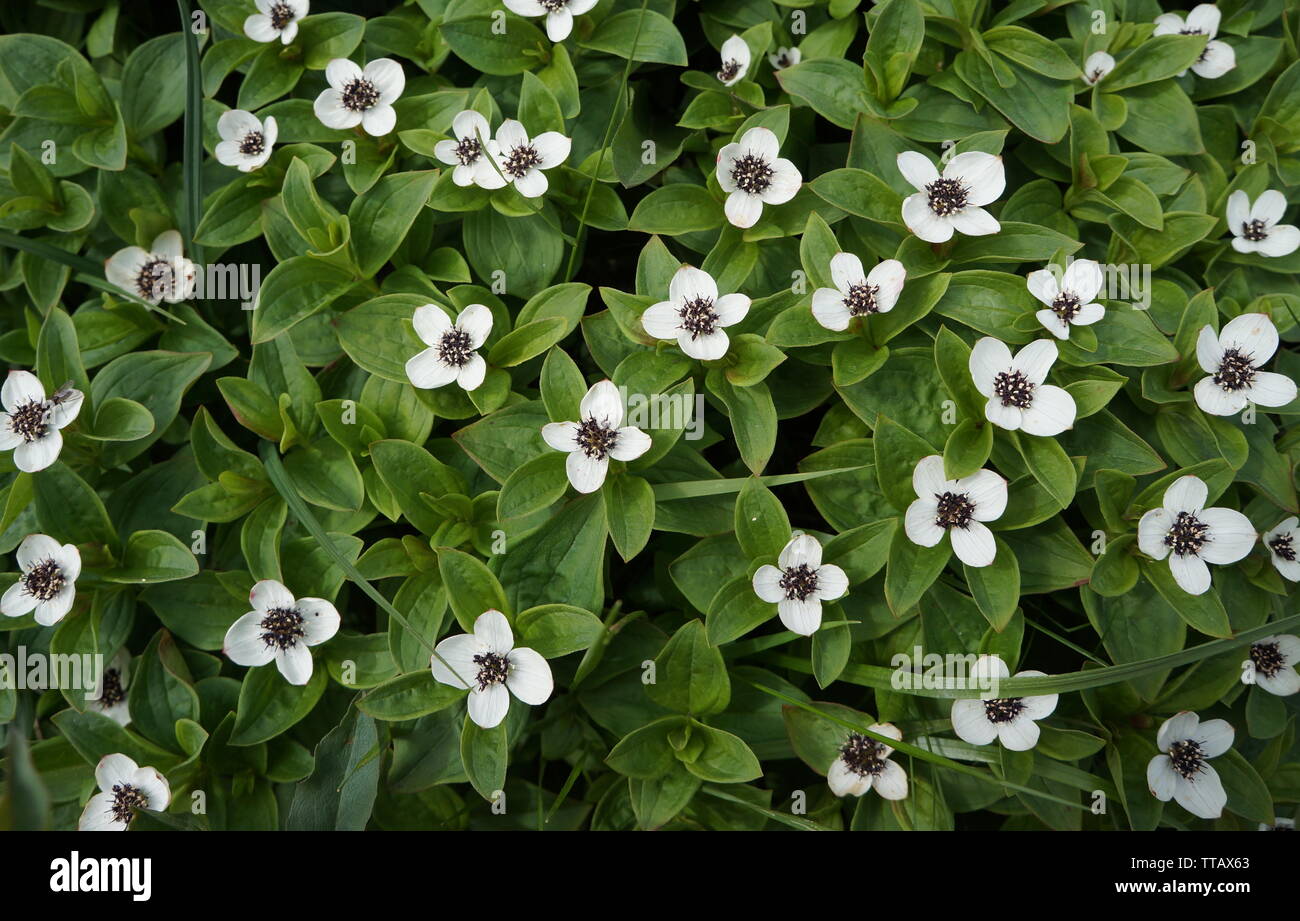 Dwarf Cornel Cornus Suecica High Resolution Stock Photography and ...