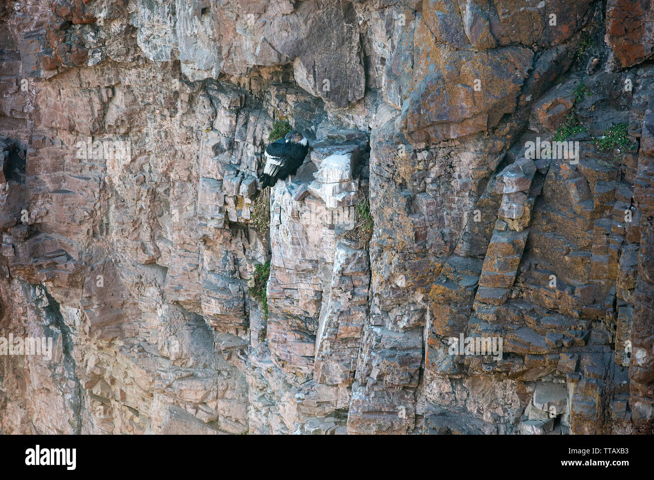 Andean condor at night-time roost on cliff face Stock Photo - Alamy