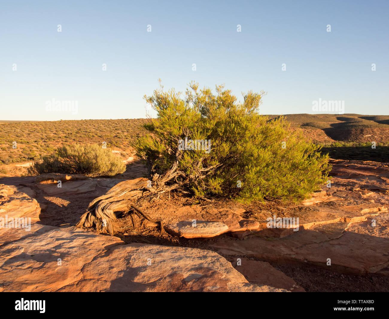 Lean tree hi-res stock photography and images - Alamy