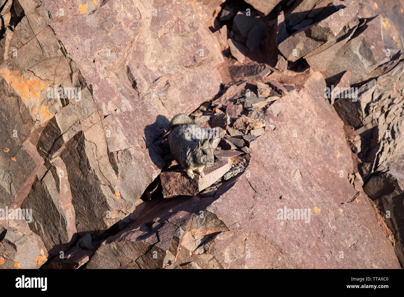 Southern Mountain Viscacha, Lagidium viscacia Stock Photo - Alamy