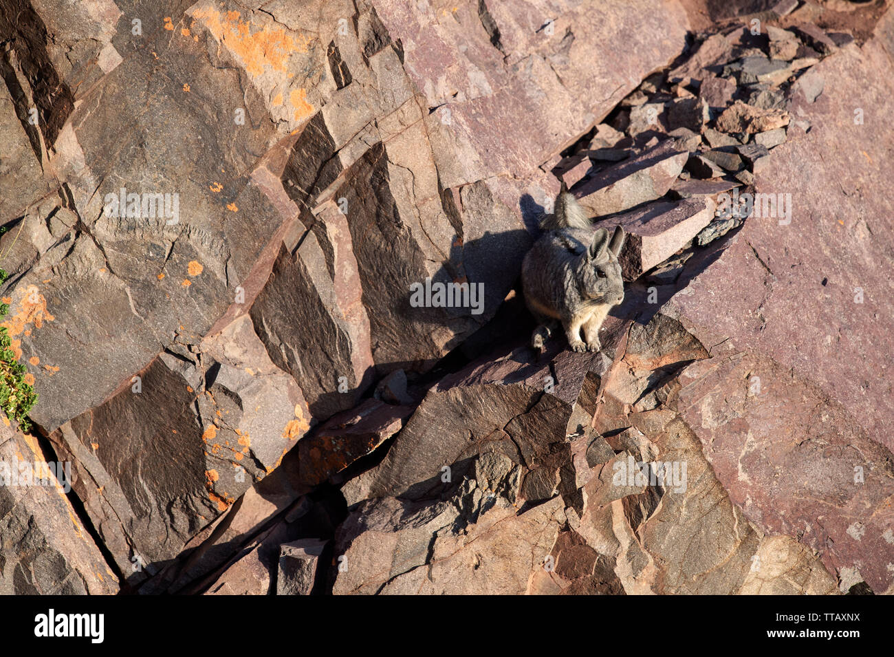 Southern Mountain Viscacha, Lagidium viscacia Stock Photo - Alamy