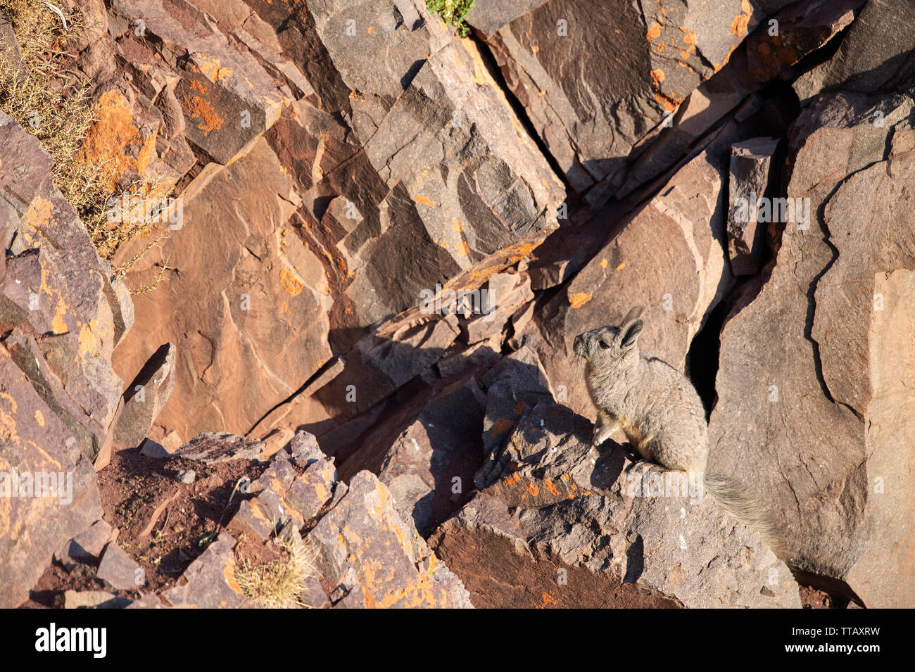 Southern Mountain Viscacha, Lagidium viscacia Stock Photo - Alamy
