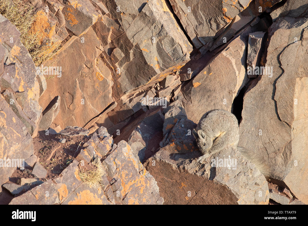 Southern mountain viscacha hi-res stock photography and images - Alamy