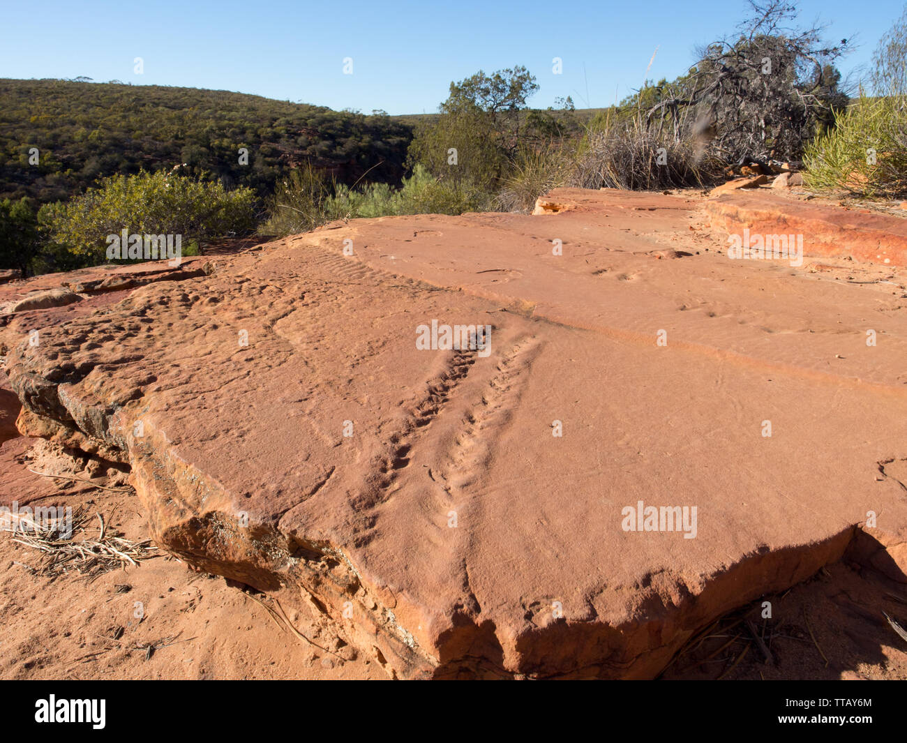 Ancient eurypterid tracks from 400 million years ago, Kalbarri National ...
