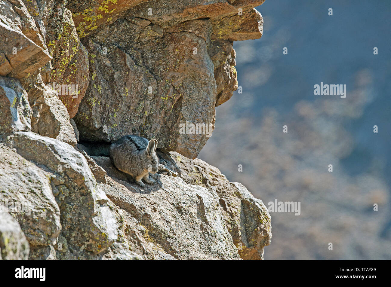 Southern Mountain Viscacha, Lagidium viscacia Stock Photo - Alamy