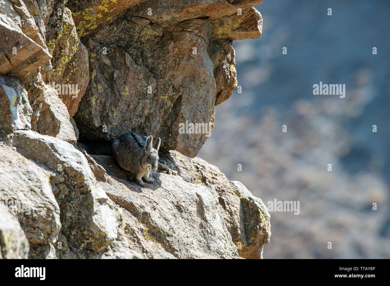Southern Mountain Viscacha, Lagidium viscacia Stock Photo - Alamy