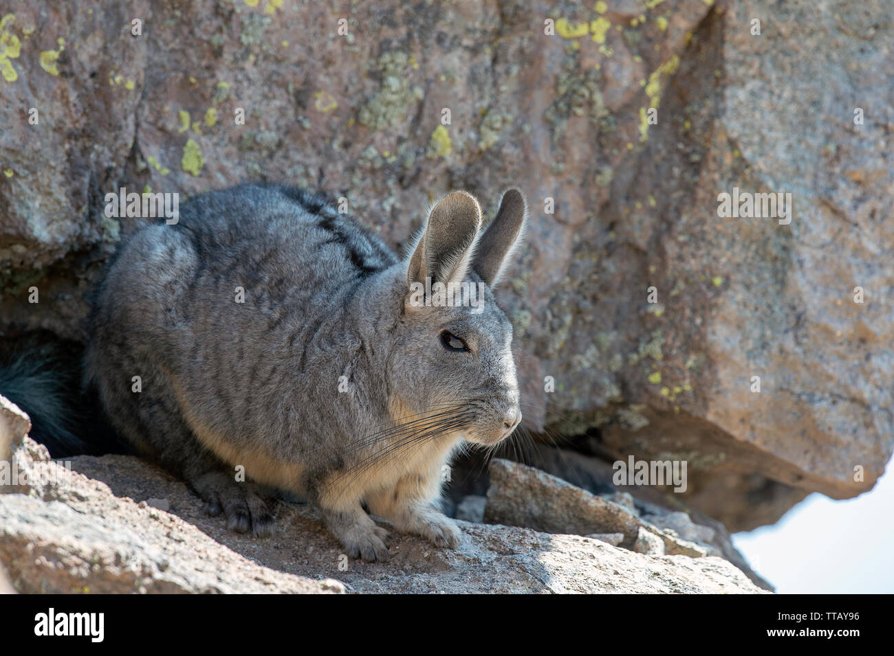 Southern Mountain Viscacha, Lagidium viscacia Stock Photo - Alamy