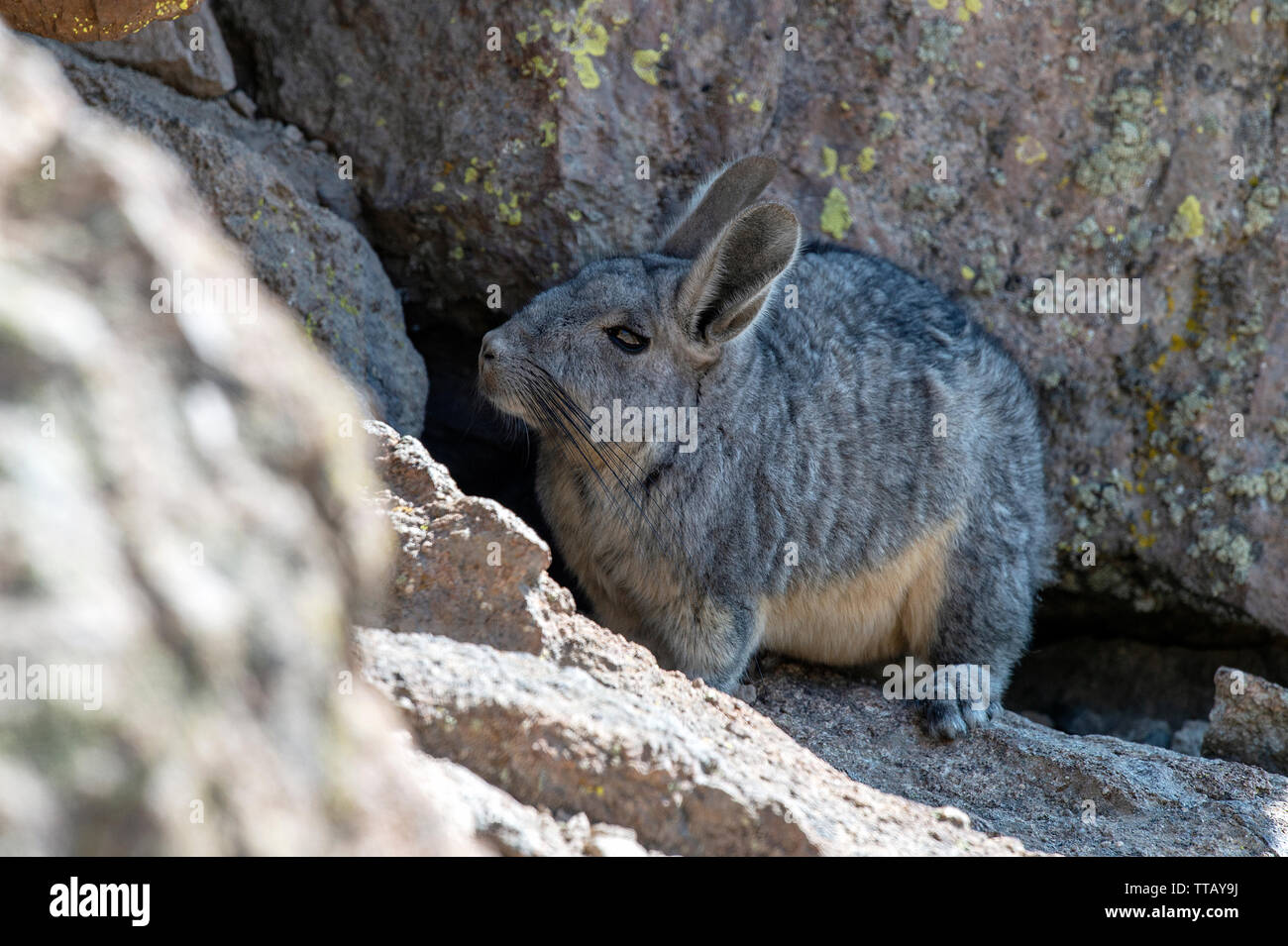 Southern Mountain Viscacha, Lagidium viscacia Stock Photo - Alamy