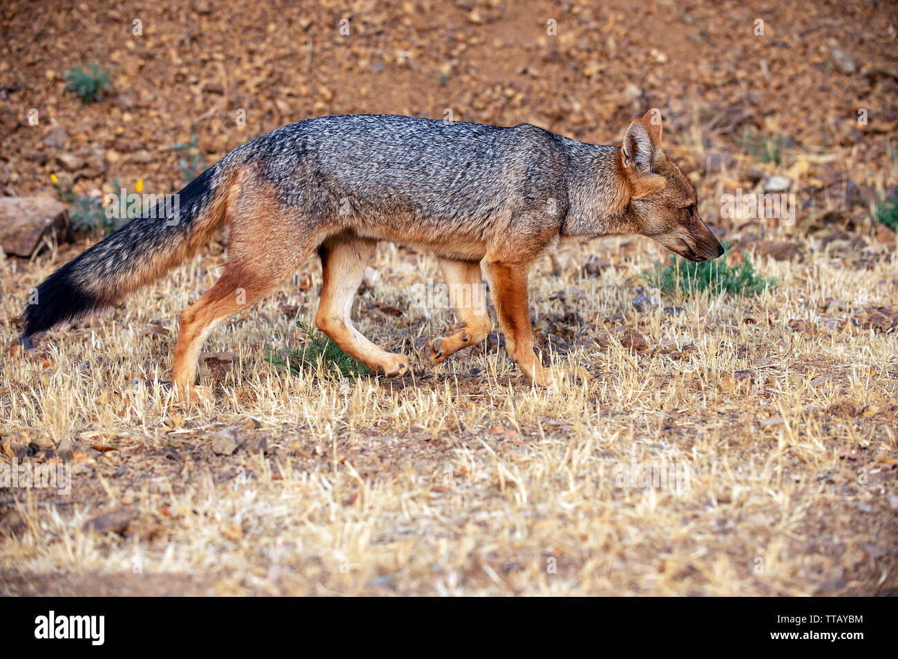 Culpeo or Andean fox (Lycalopex culpaeus Stock Photo - Alamy