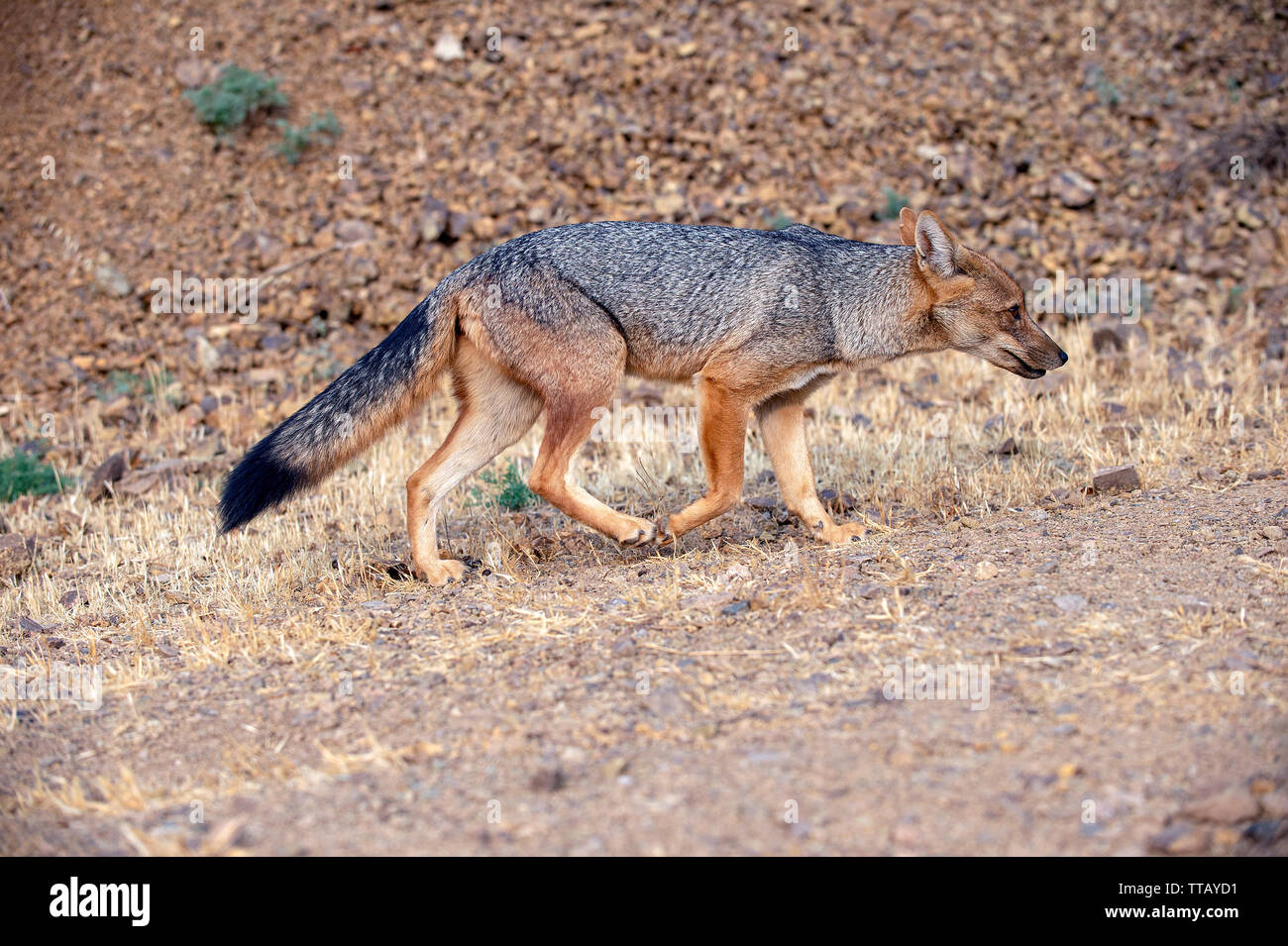 Culpeo fox andes hi-res stock photography and images - Alamy