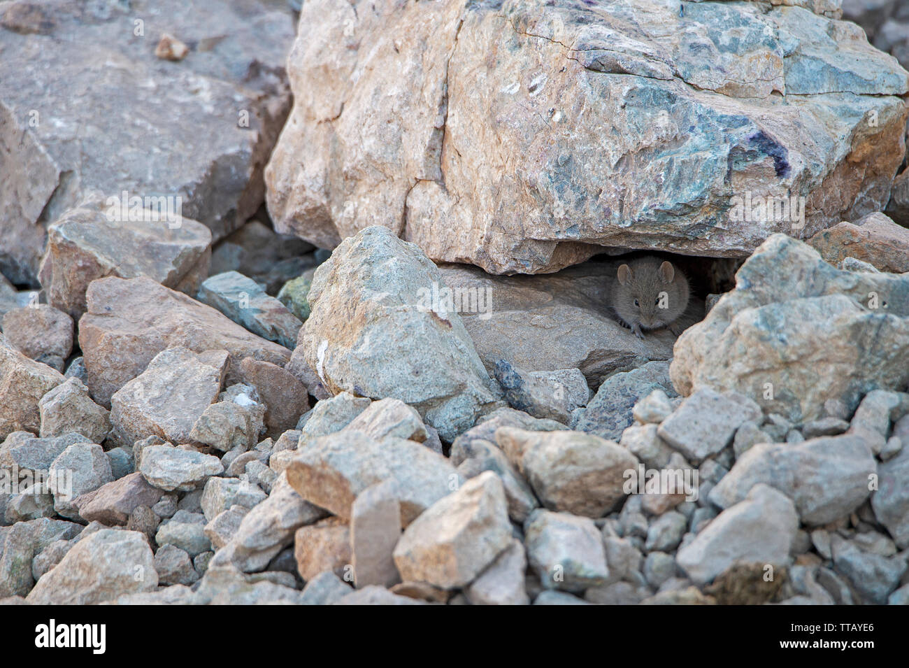 Olive grass mouse or Olive akodont, (Abrothrix olivaceus Stock Photo ...
