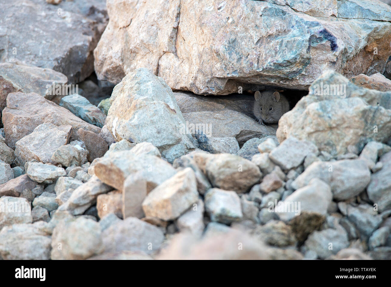 Olive grass mouse or Olive akodont, (Abrothrix olivaceus Stock Photo ...
