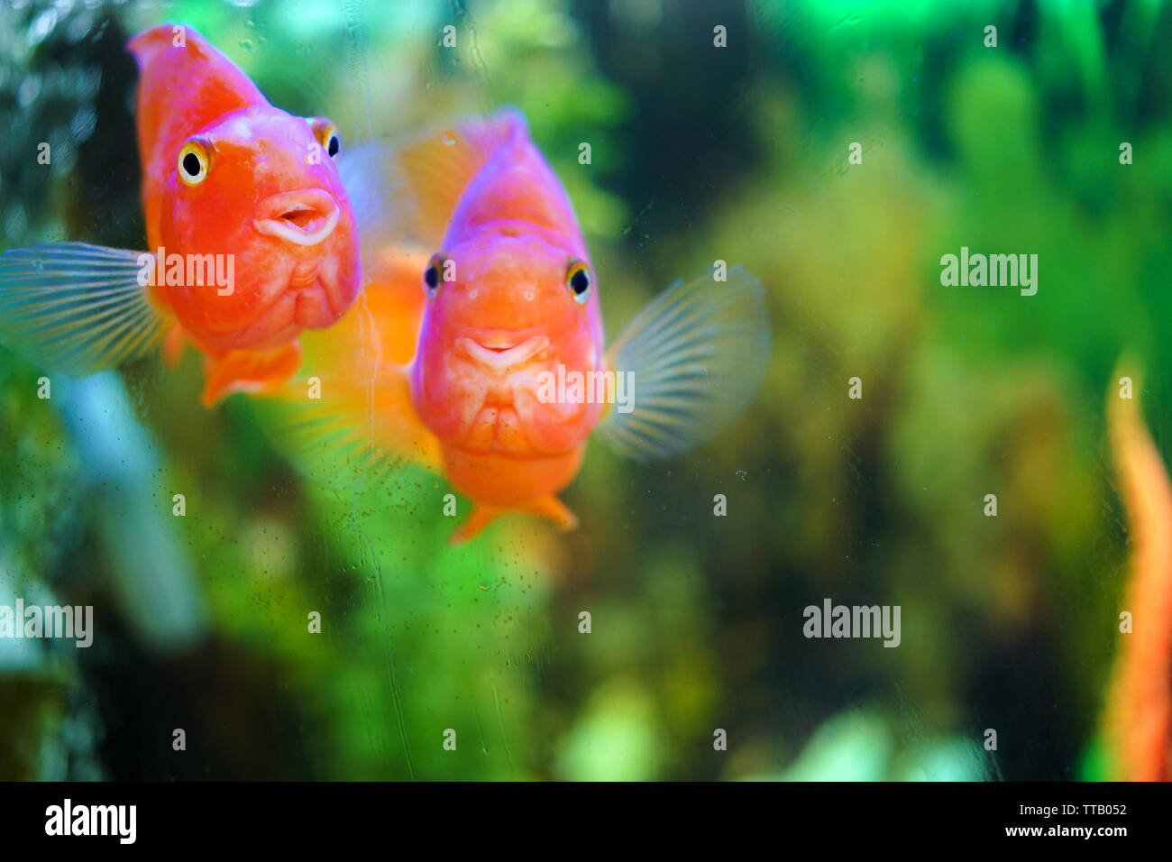 Two colorful aquarium fishes in fish tank, carassius auratus Stock ...