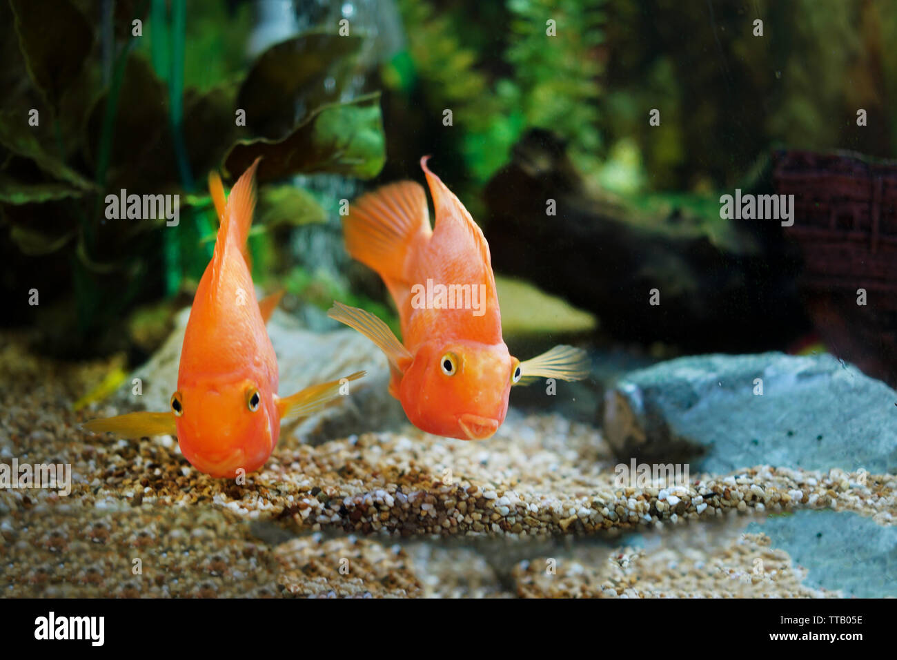 Two colorful aquarium fishes in fish tank, carassius auratus Stock ...