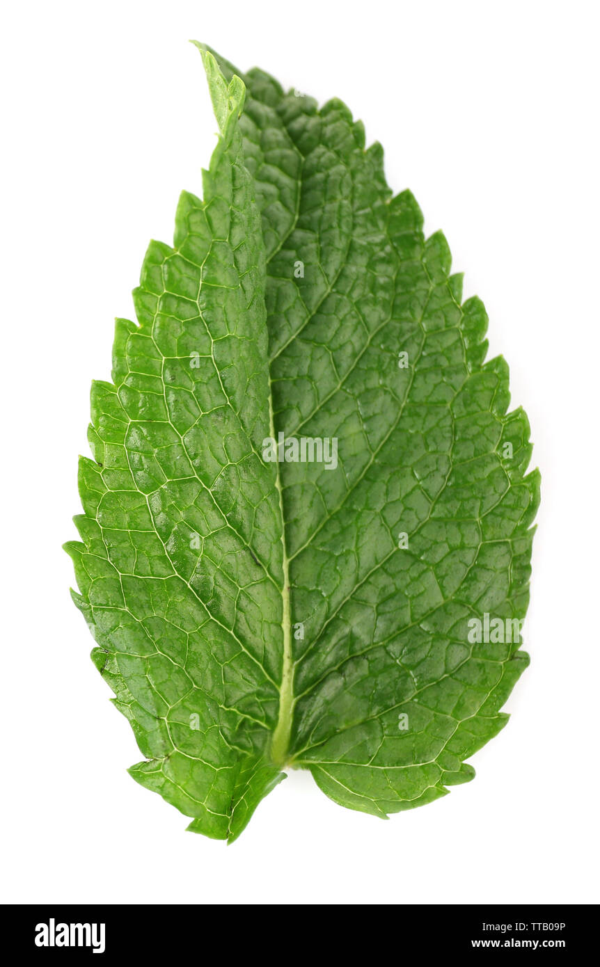 Green fresh leaf of mint isolated on white Stock Photo - Alamy