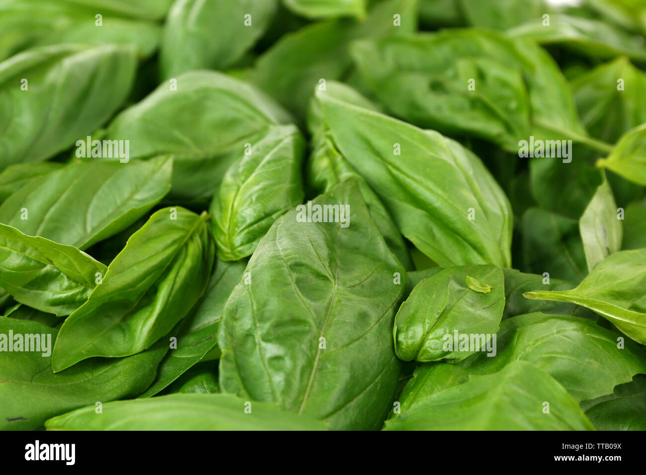 Green fresh leaves of basil close up Stock Photo - Alamy