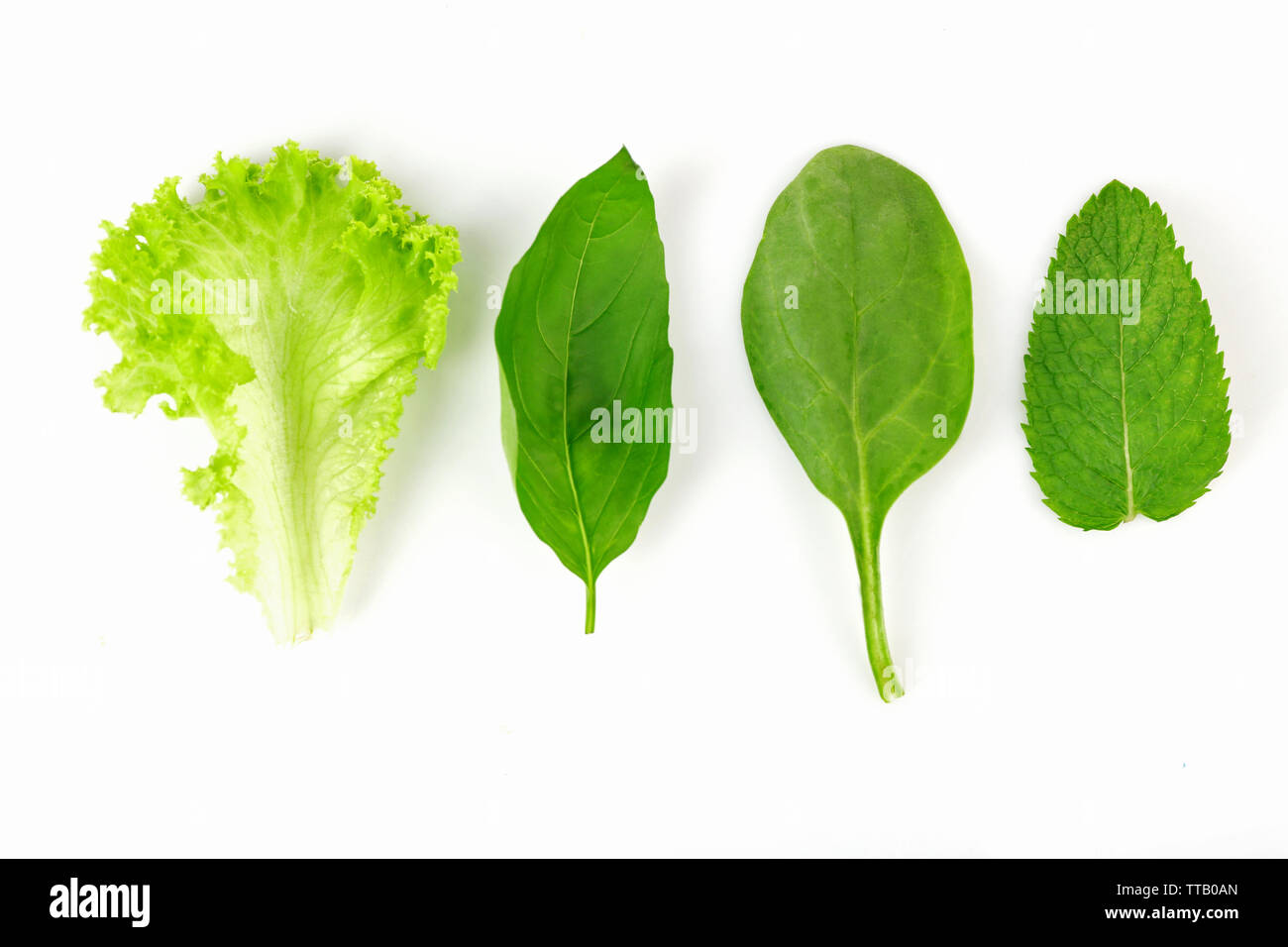 Green fresh leaves isolated on white Stock Photo - Alamy